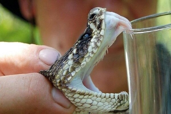 خواص بی‌شمار سم مار